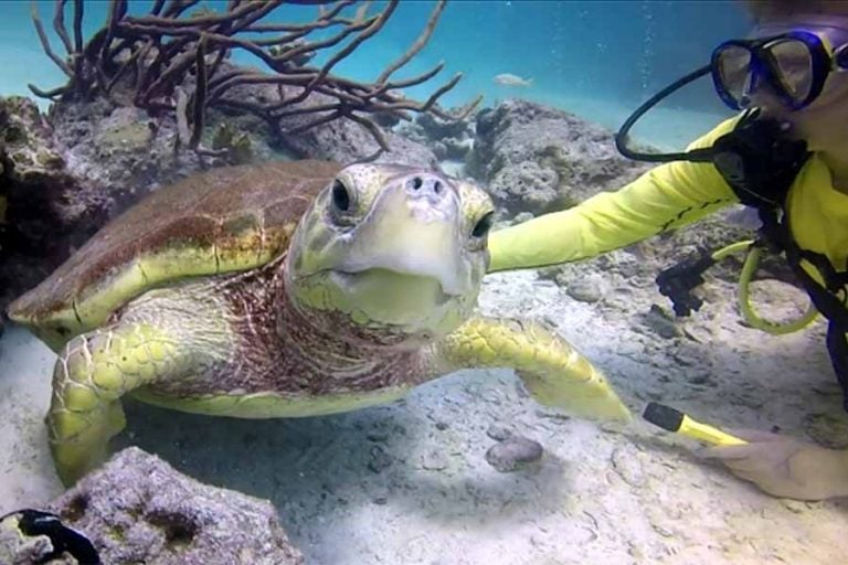 Exciting Family Vacations - Cat Ppalu Charter Yacht - All Star Liveaboards