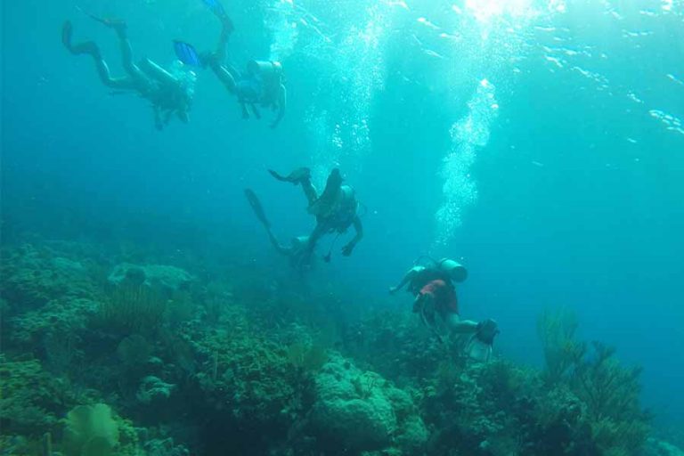 The Joy of Drift Dives - All Star Liveaboards