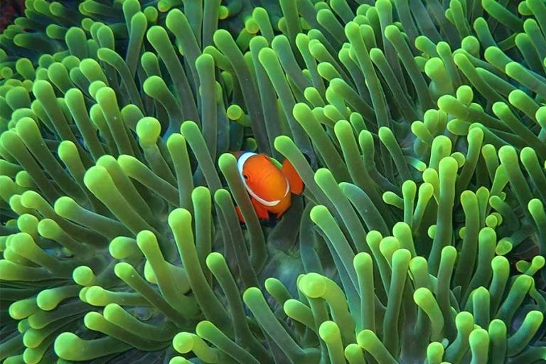 Komodo Diving | All Star Liveaboards