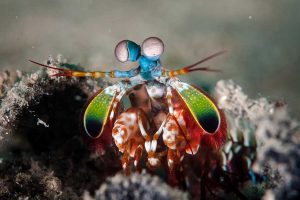 Raja Ampat Diving | All Star Liveaboards Aurora & Velocean