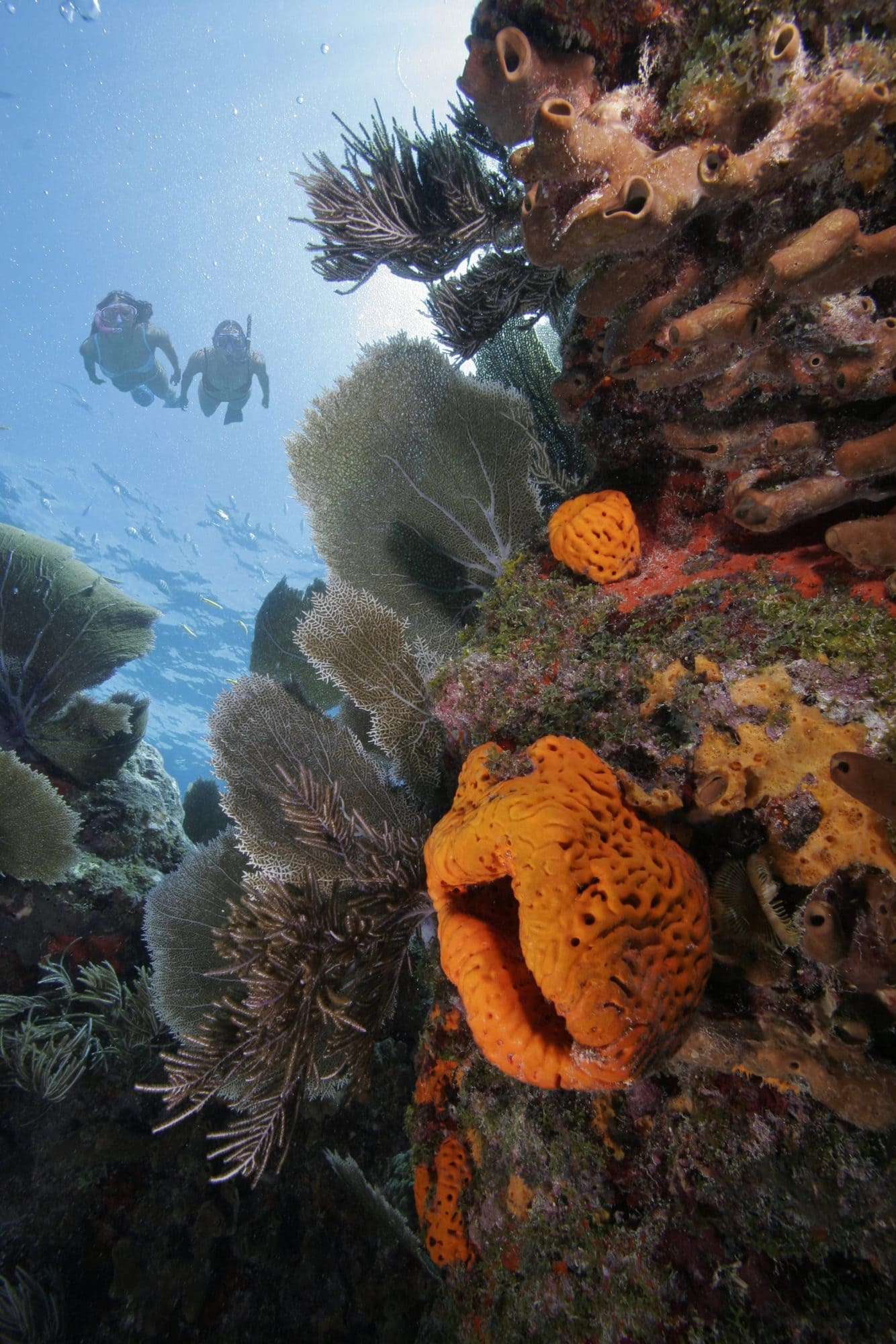 10 Amazing Bahamas Dive Sites - All Star Liveaboards