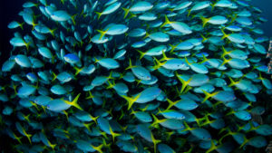 Raja Ampat Diving | All Star Liveaboards Aurora & Velocean